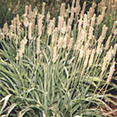 Costco Pharmacy - Heart Health - Psyllium